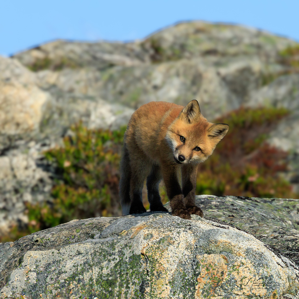 Trying To Figure Me Out by Nancy Ross Photography Wall Art