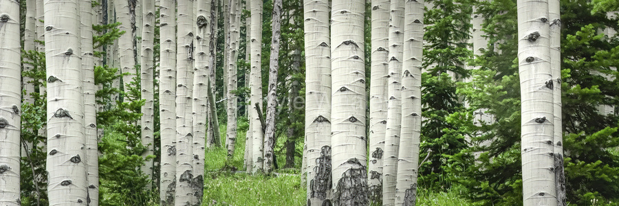 Forest Bath by Kyle Whaley Wall Art