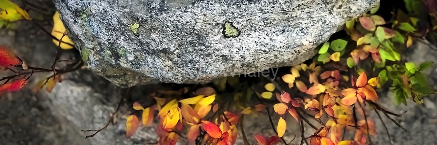 Fiori Colorati by Kyle Whaley Wall Art