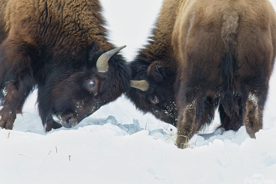 Bison Fight by ISABELLA SMEDLEY Wall Art