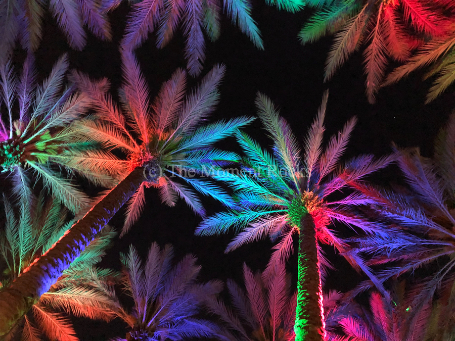 Electric Palm - Multi-Color Landscape 1 by The Moment Rocks Wall Art