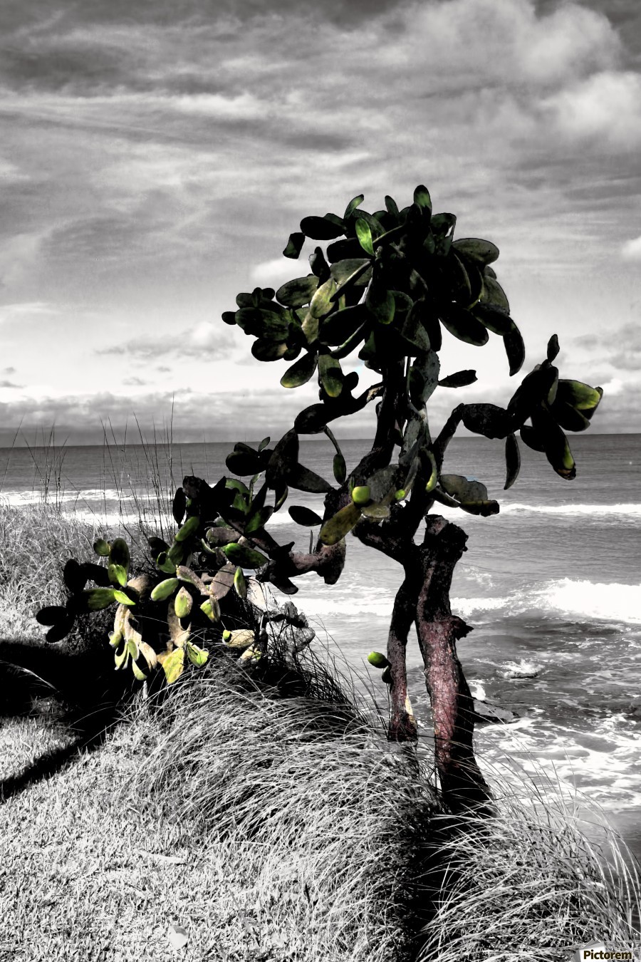 the catus tree by tom Prendergast Wall Art