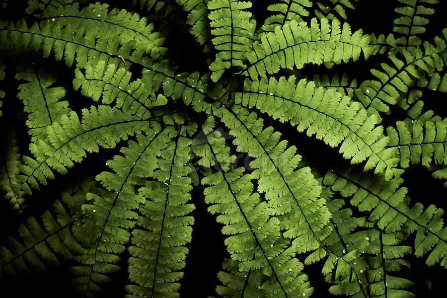 Ferns by Sean Ellis Wall Art