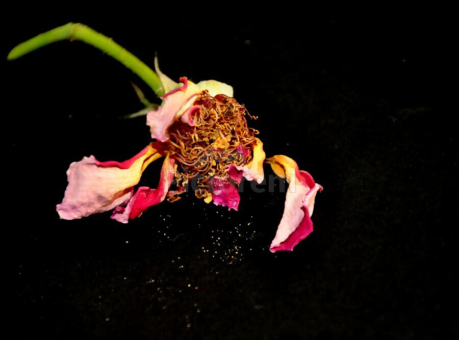 rose by Sylvie Leandre Wall Art