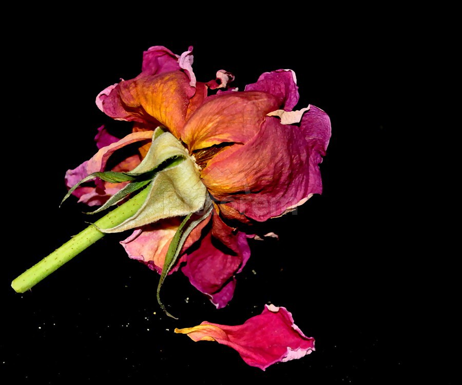 rose by Sylvie Leandre Wall Art