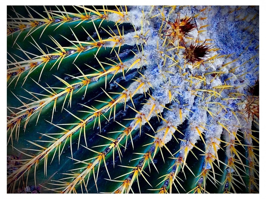 Barrel Cactus Radial Structure by BotanicalArt ca Wall Art
