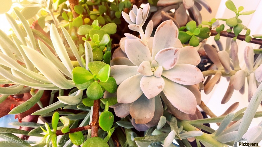 Plantitas by Violet S Ramos Wall Art