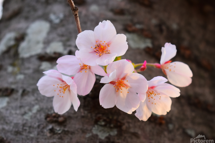 Waiting on Stone by Chris Kissling Wall Art