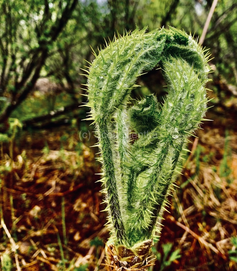 Fiddlehead Fern by Scott Pientka Wall Art