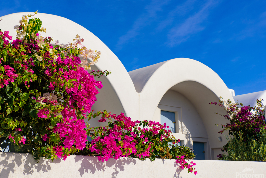 Colorful flowers in Santorini Greece by Mo Wu Wall Art