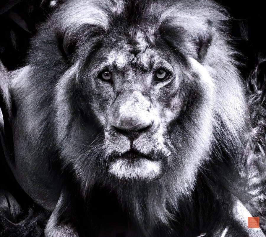Large Lion by ArtDecoSupply Wall Art