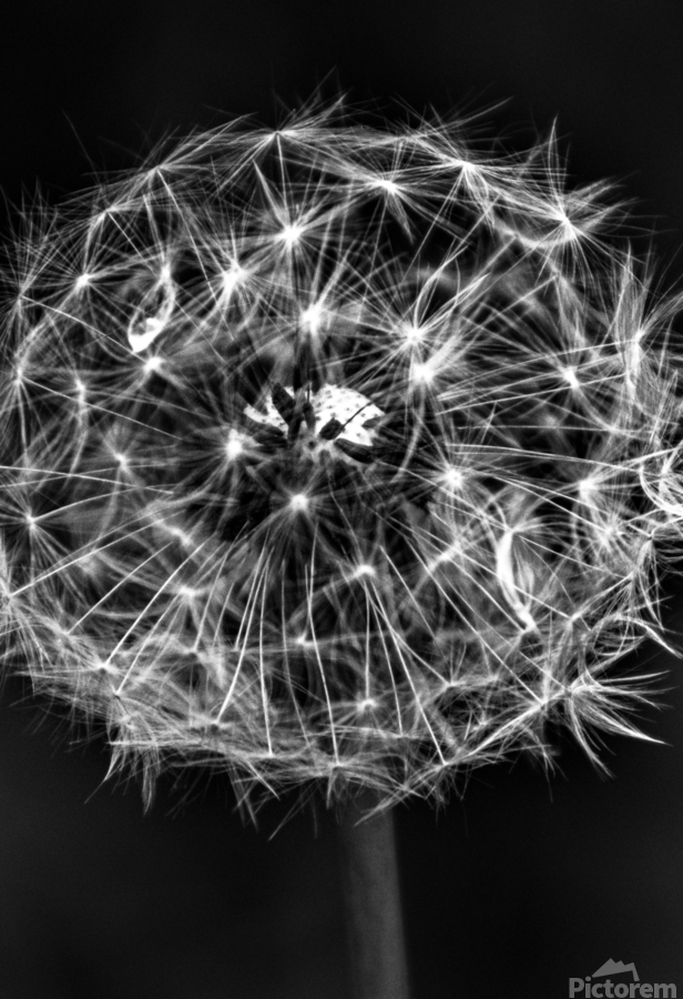 Dandelion 1 by Marc Andre Laurin Wall Art