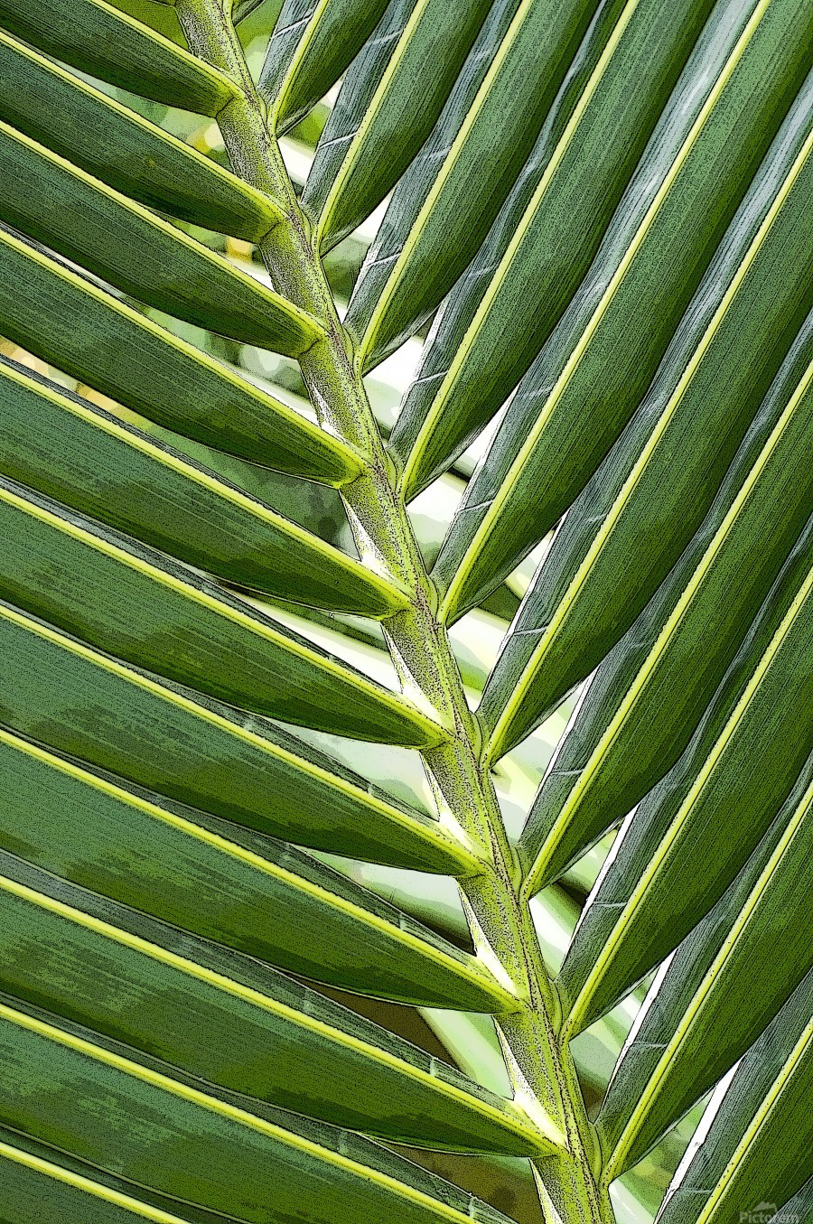 Coconut Palm 2 by Ian Barr Wall Art
