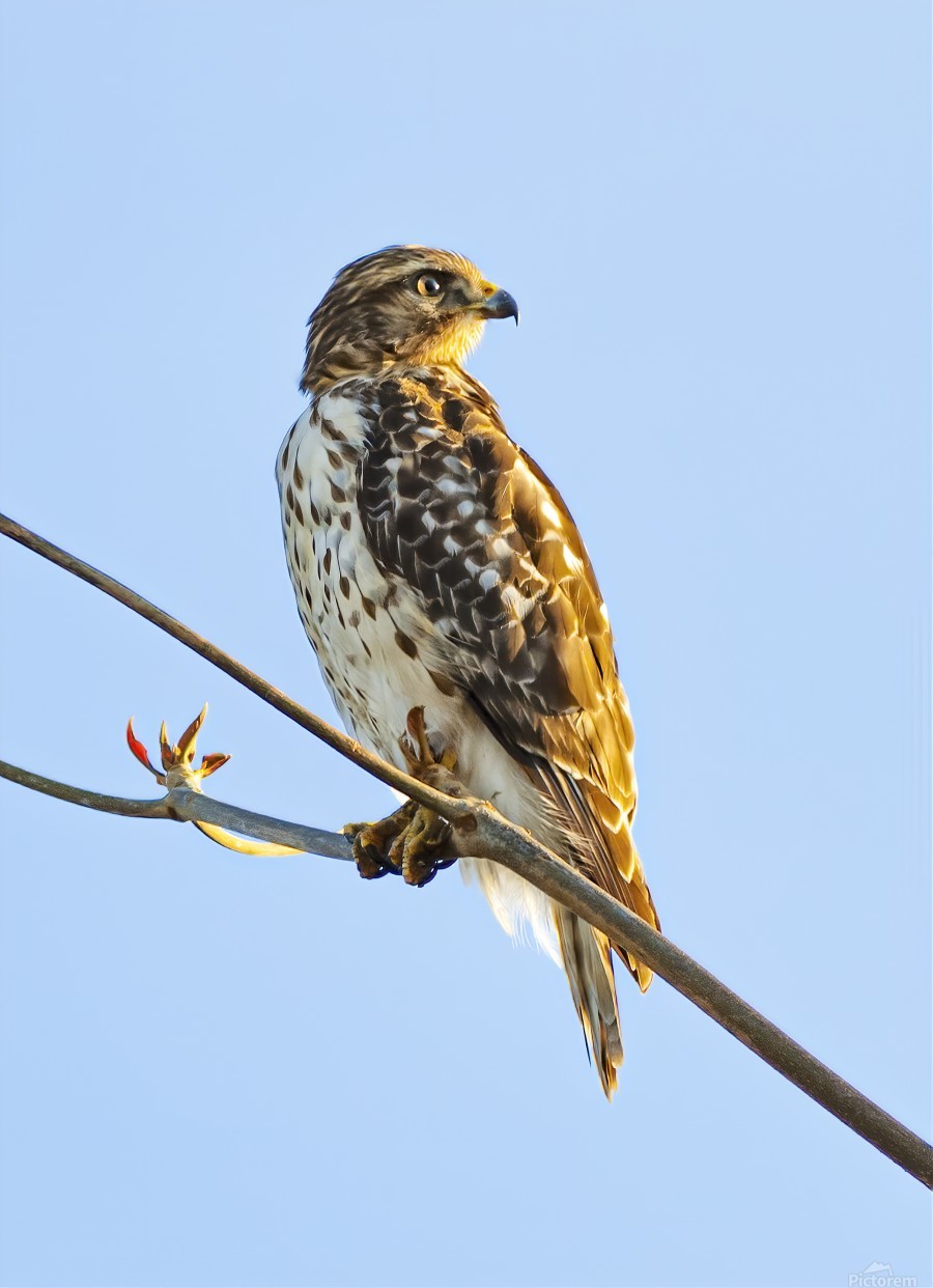 Hawk by Ian Barr Wall Art