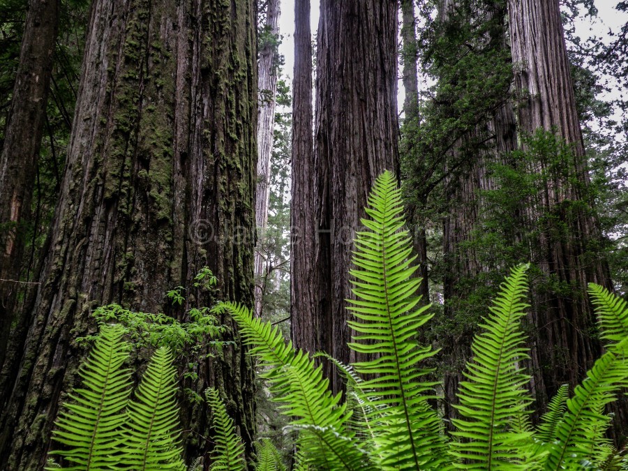 Redwoods National Park by Jamie Hopper Wall Art