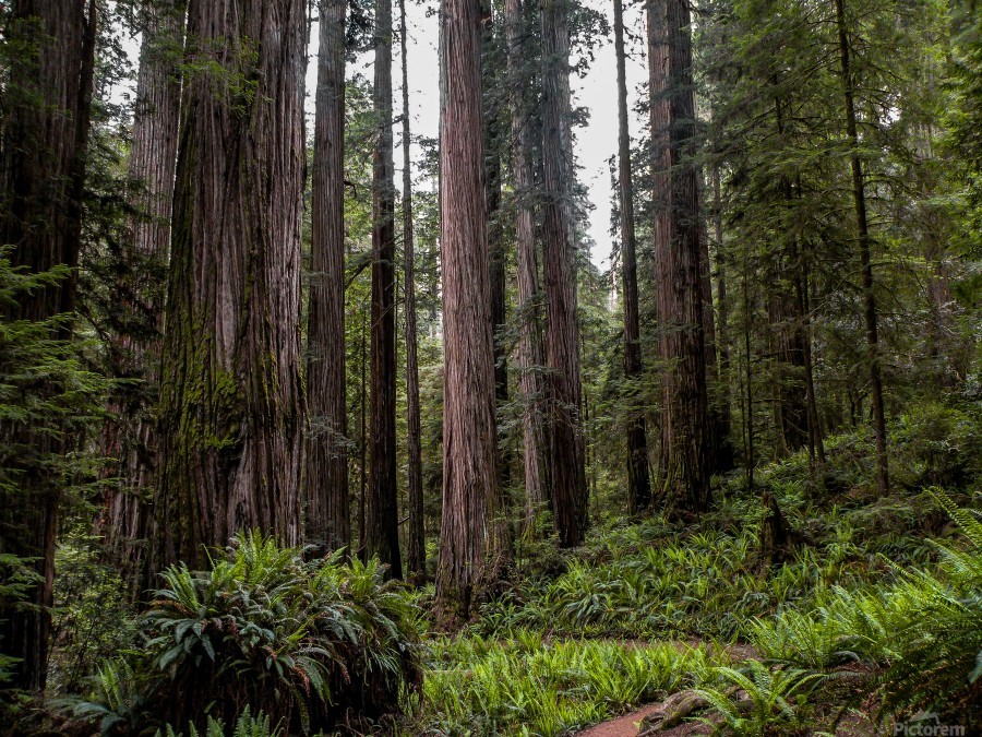 Redwoods National Park by Jamie Hopper Wall Art