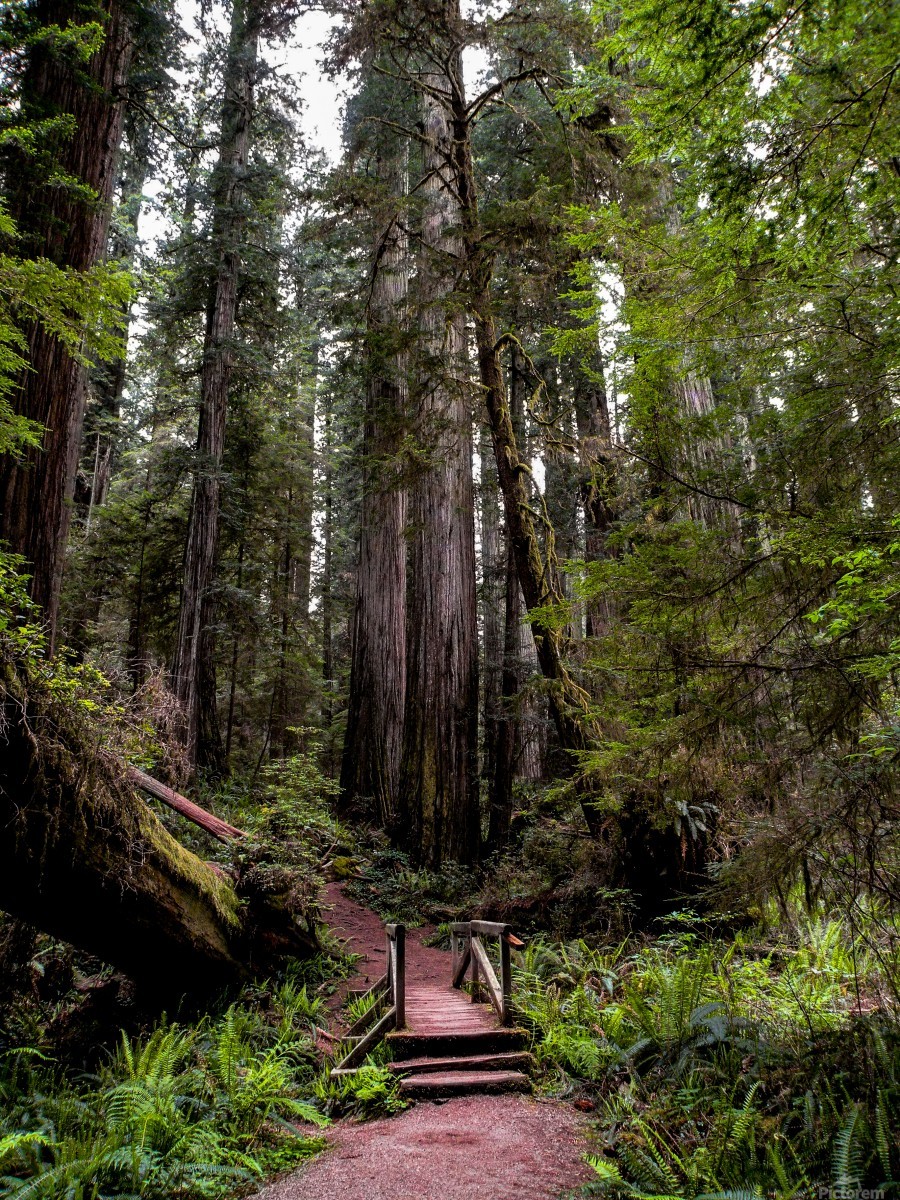 Bridge in Redwoods National Park by Jamie Hopper Wall Art