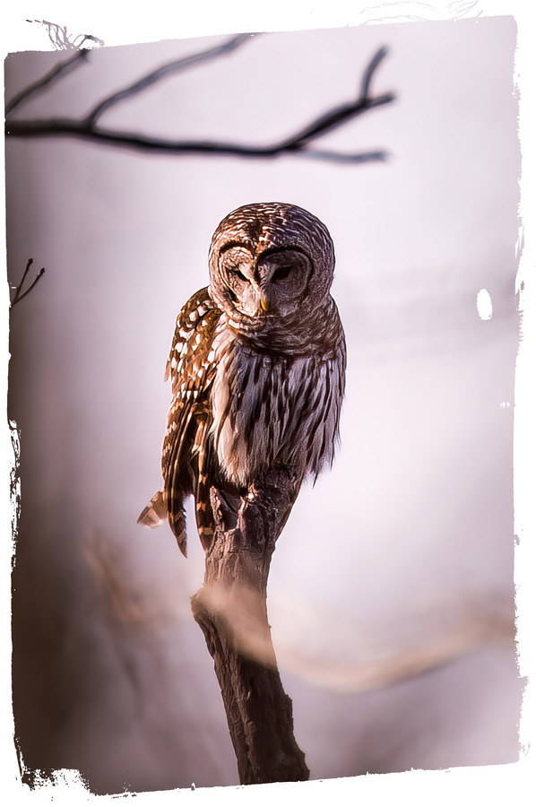 Sleeping Barred Owl by Ed St Germain Wall Art