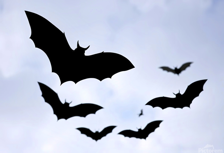 flying bat silhouettes