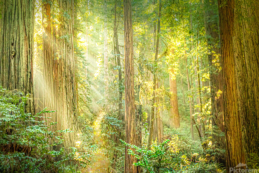 Unknown Path by Alan Workman Fine Art Photography Wall Art