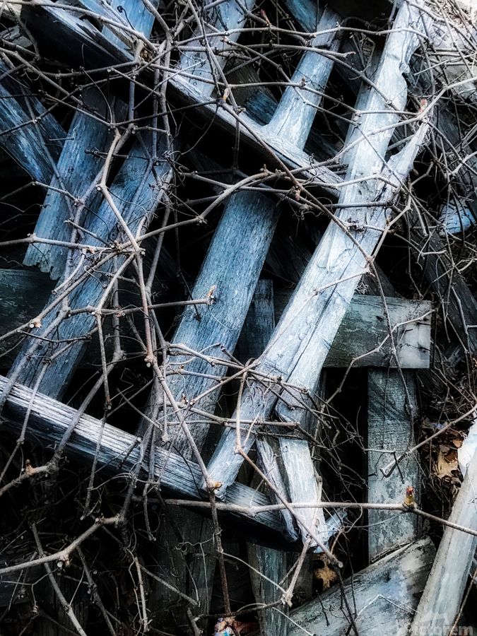 Wood And Vine by Gary Conner Wall Art