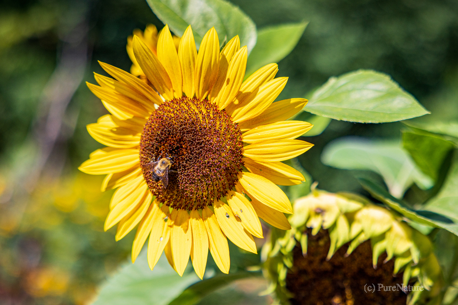 Summer by PureNature Wall Art