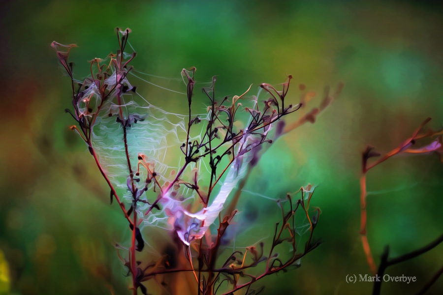 Morning Masterpiece by Mark Overbye Wall Art