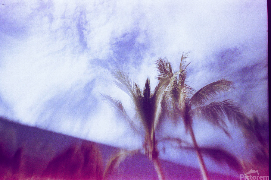 VINTAGE PALM TREES by Kyle Martin Wall Art