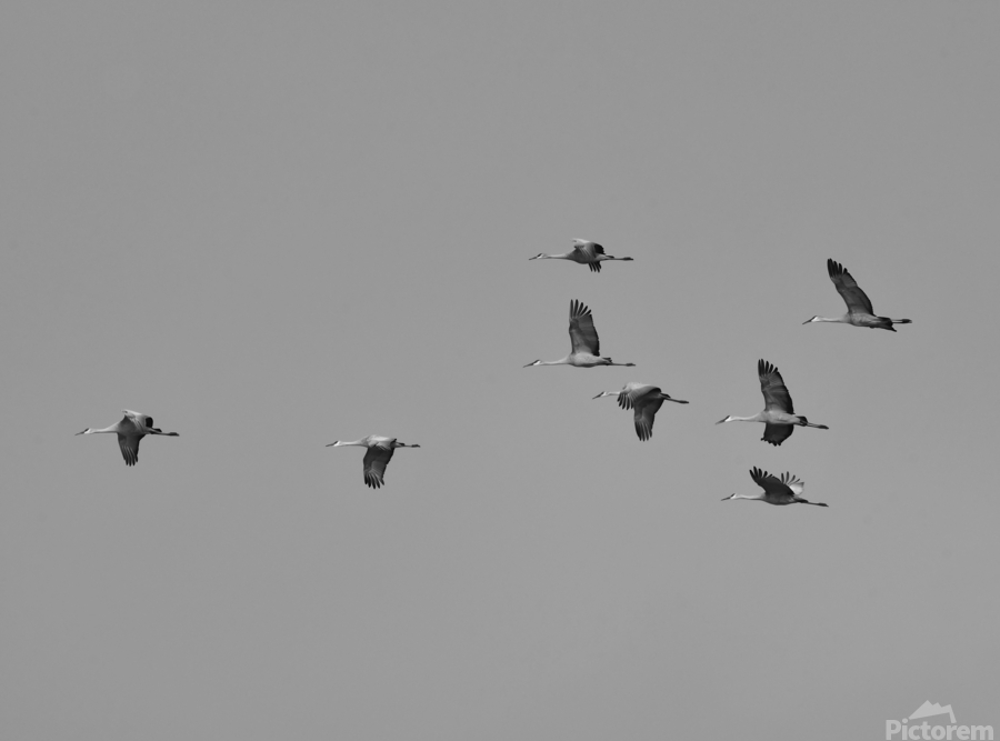 Grus canedensis VII BW by Poignant Fine Art Photography Wall Art