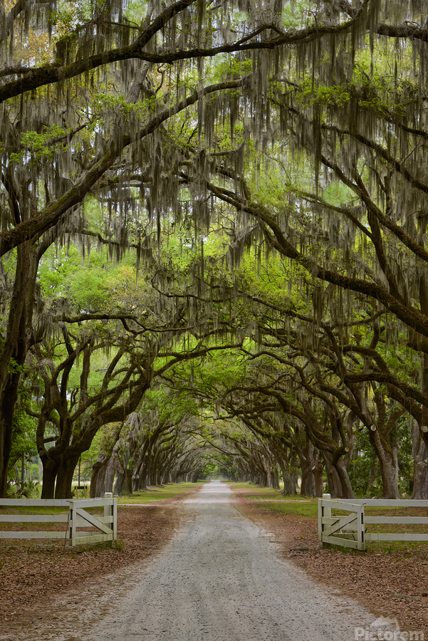 Tunnel of Oak Trees by Images By Jon Evan Wall Art