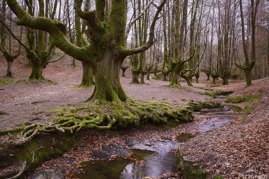 Beech Forest by Images By Jon Evan Wall Art