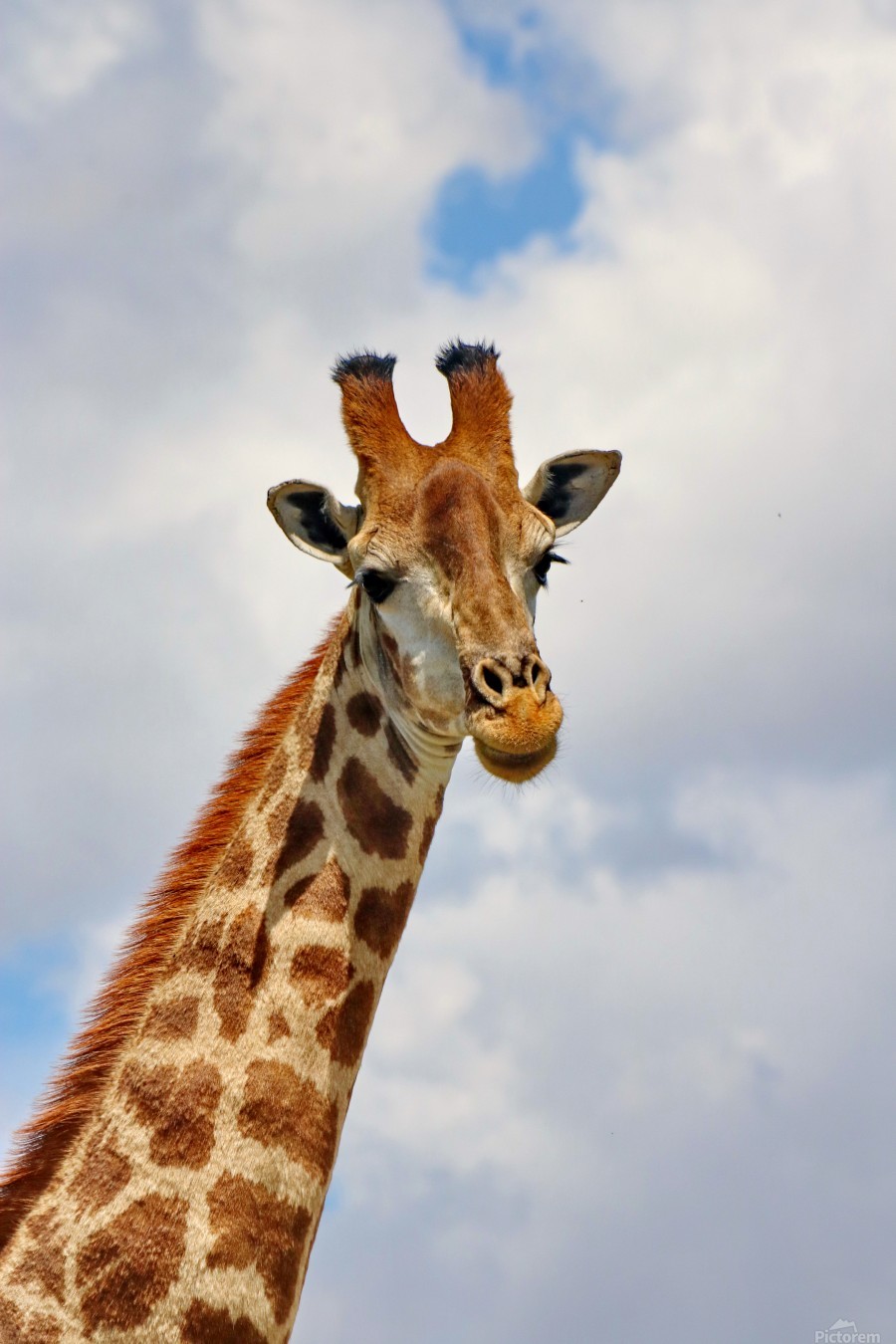 Giraffe Portrait 1460 by Thula-Photography Wall Art