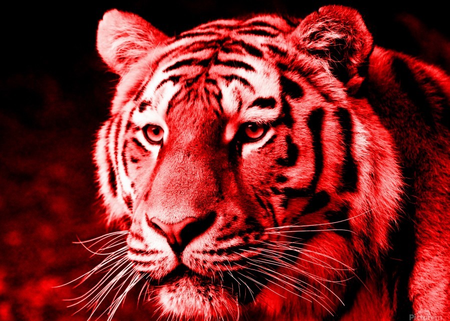 Tiger pop red by Thula-Photography Wall Art