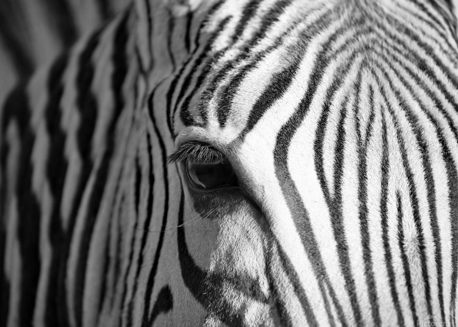 Zebra eye by Thula-Photography Wall Art