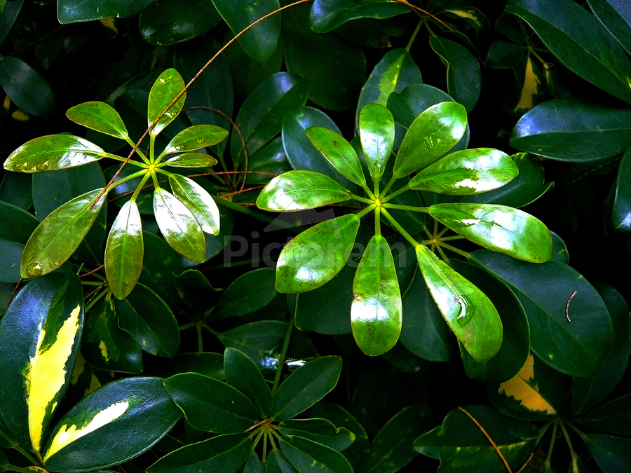 HK-BO-Plant of Heptapleurum in Hong Kong by Clement Tsang Wall Art