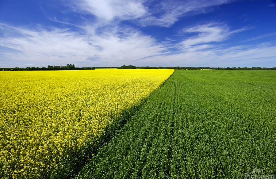 wheat and canola patterns by Dave Reede Photohgraphy Wall Art