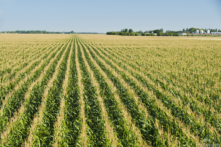 Corn Field Patterns by Dave Reede Photohgraphy Wall Art