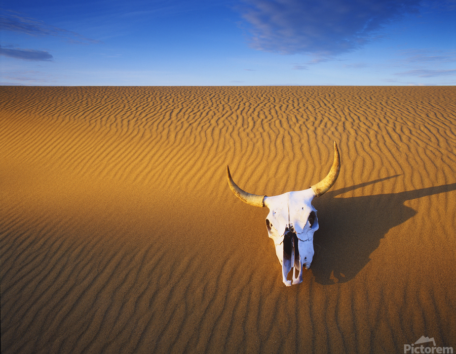 Cow Skill in the Sand by Dave Reede Photohgraphy Wall Art