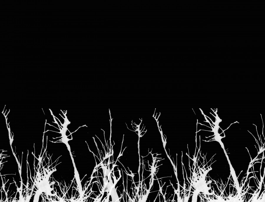 Reeds by Simple Art Wall Art