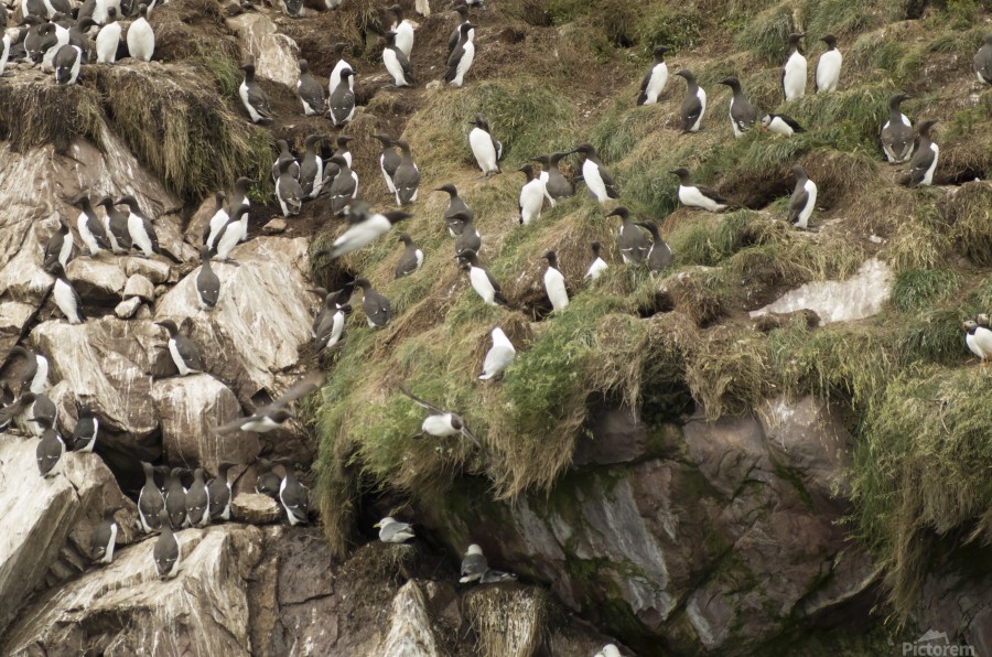 Murre colony 3 by Bob Corson Wall Art