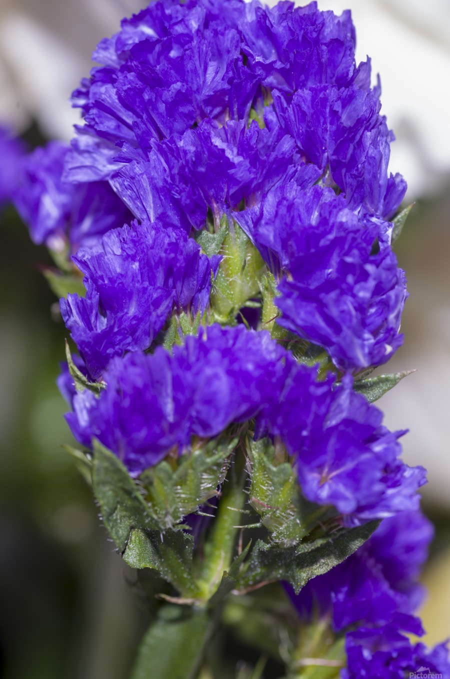 Purple Statice Flower by Bob Corson Wall Art