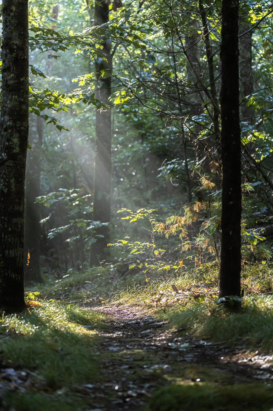 Pathways by Matty V clixpix Wall Art