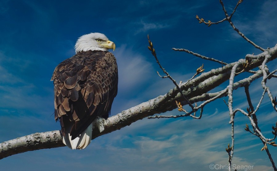 Bald Eagle by Chris Seager Wall Art