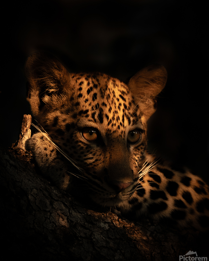 Leopard Cub Portrait by Kris Halsey Photography Wall Art