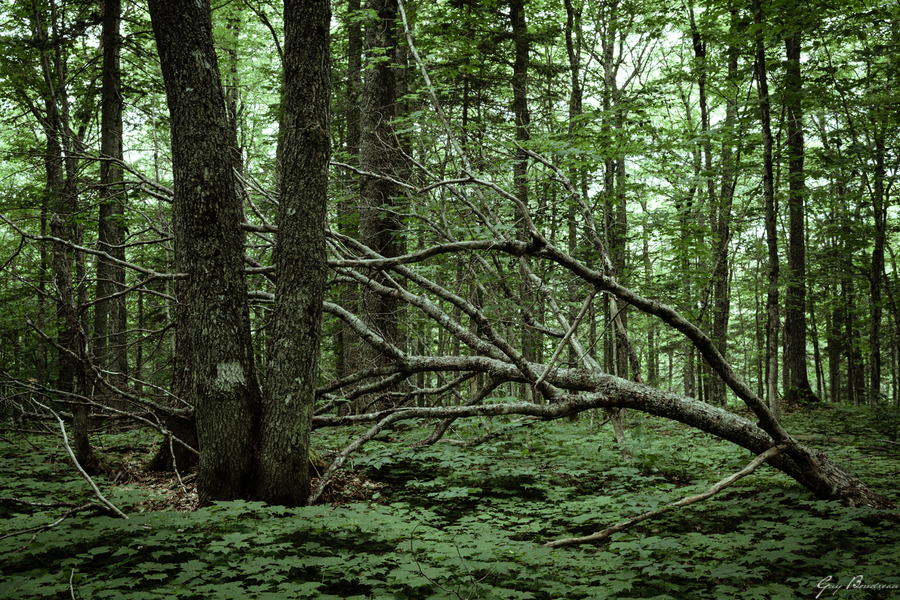 Cycle de vie by Guy Boudreau Wall Art