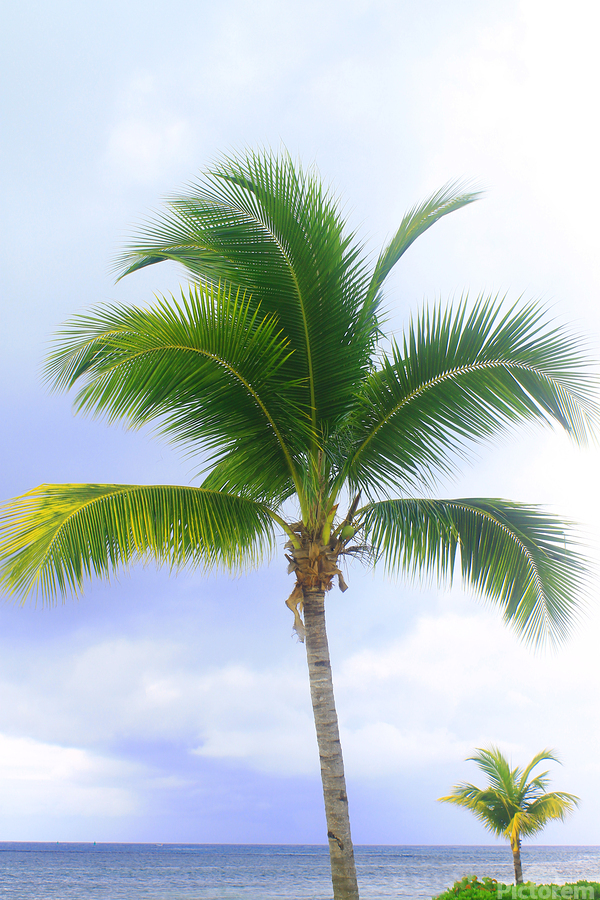 Green Palm Tree of Jamaica by Gods Eye Candy Wall Art