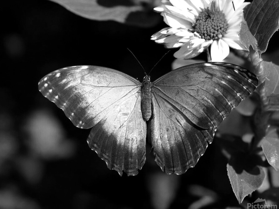 Beauty in a Butterfly in Belize B&W by Gods Eye Candy Wall Art