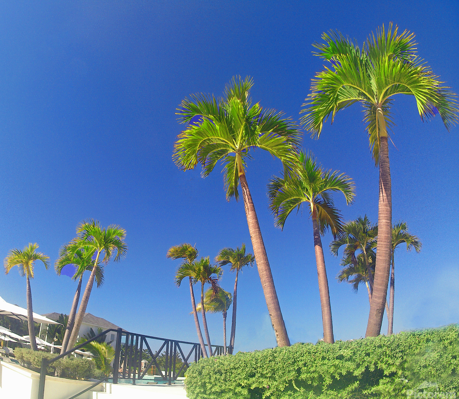 Jamaican Palm Trees by Gods Eye Candy Wall Art