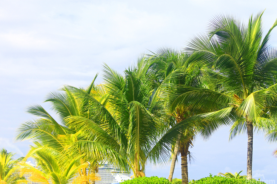 Tropical Jamaican Palm Trees by Gods Eye Candy Wall Art
