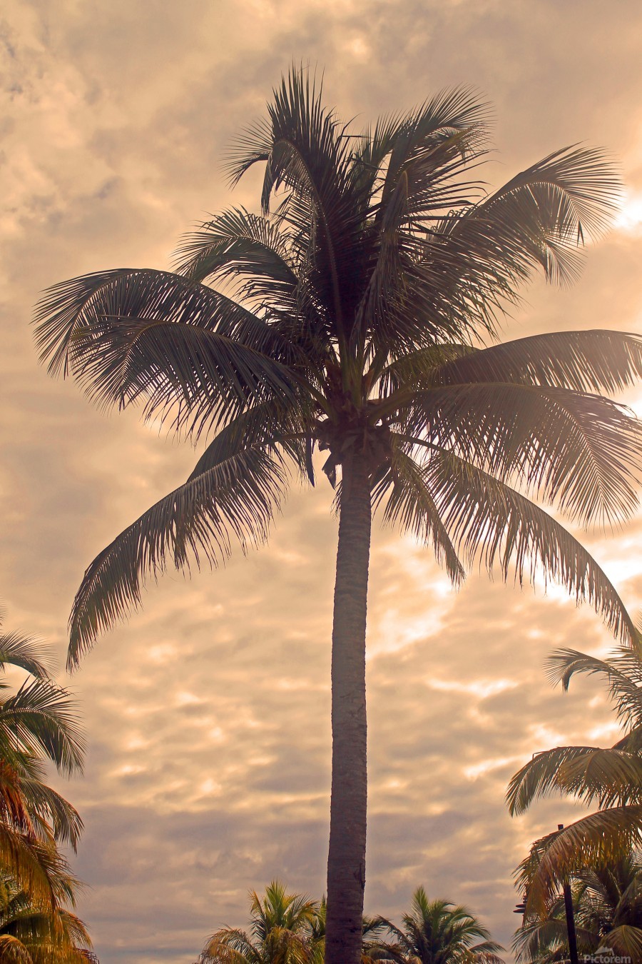 Standing Tall - Belize by Timeless Scenery Photography Wall Art